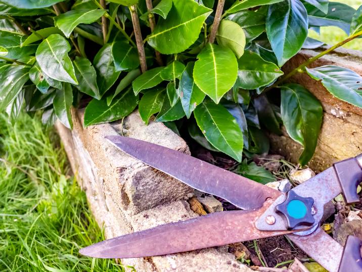 How to Sharpen Garden Shears | Airtasker US