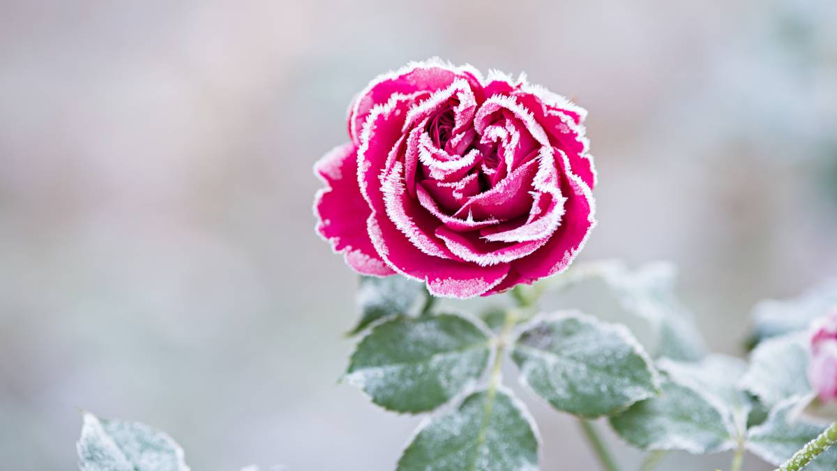 How to protect plants from frost and other natural elements | Airtasker UK