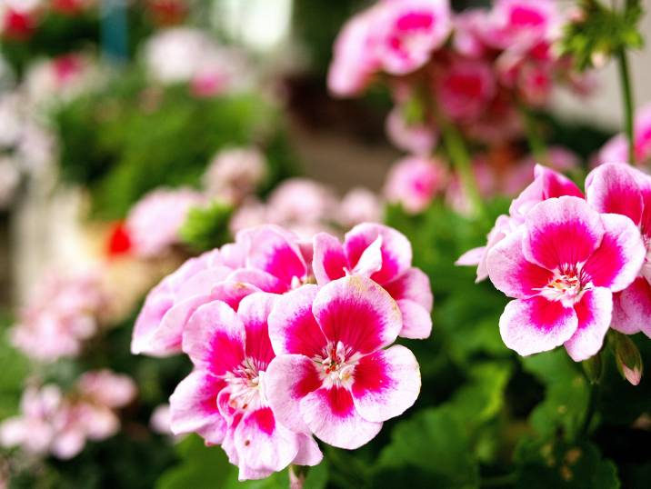 25 Best annual plants to grow in spring and autumn | Airtasker UK