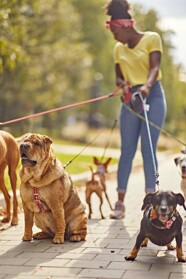 How Much Do Dog Walkers Charge Uk