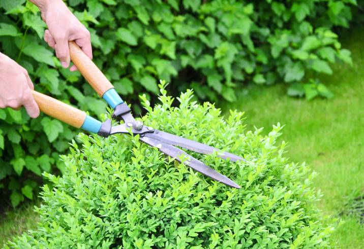 How to Trim Bushes | Airtasker UK
